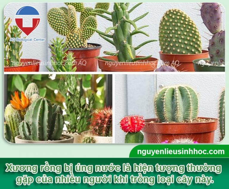 Phòng trị cây xương rồng bị úng nước hết nhanh và an toàn