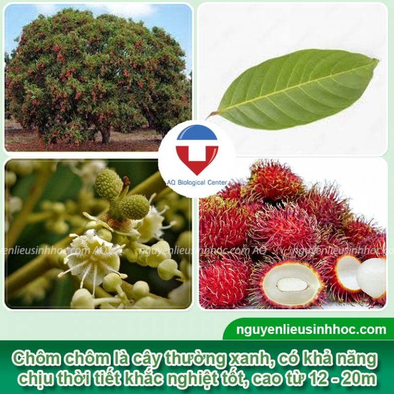 Rửa vườn chăm sóc chôm chôm sau thu hoạch mau hồi phục