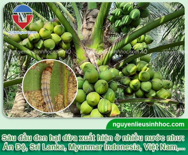 Nhận biết sâu đầu đen hại dừa và Cách phòng trị hiệu quả