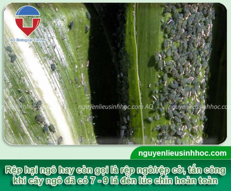 Cách phòng trị rệp hại ngô hiệu quả và an toàn cho cây