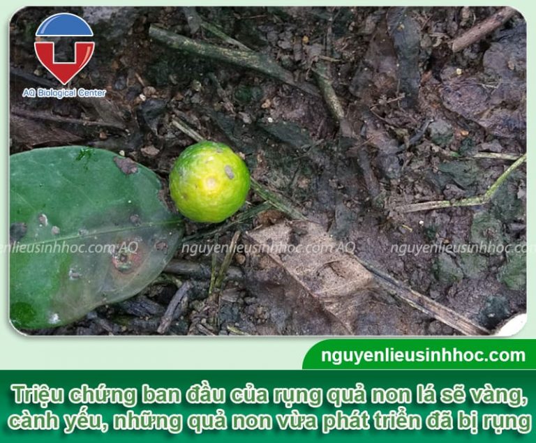 Chanh bị rụng trái non nguyên nhân do đâu? Cách phòng trị