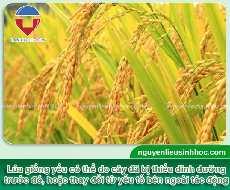 Cách xử lý lúa giống lên yếu, ngâm ủ hạt giống ra mầm nhanh