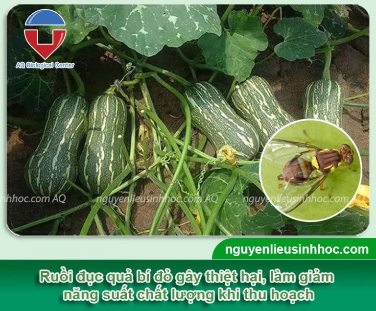 Phòng trừ ruồi đục quả bí đỏ hiệu quả và an toàn cho cây