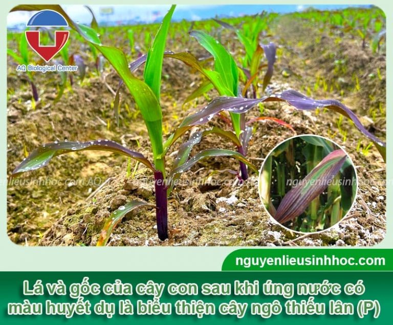 Cách xử lý cây ngô bị úng nước hồi phục xanh lá, đứng cây