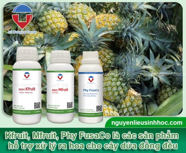 Cách xử lý ra hoa cho cây dứa đồng loạt, tăng tỉ lệ đậu trái