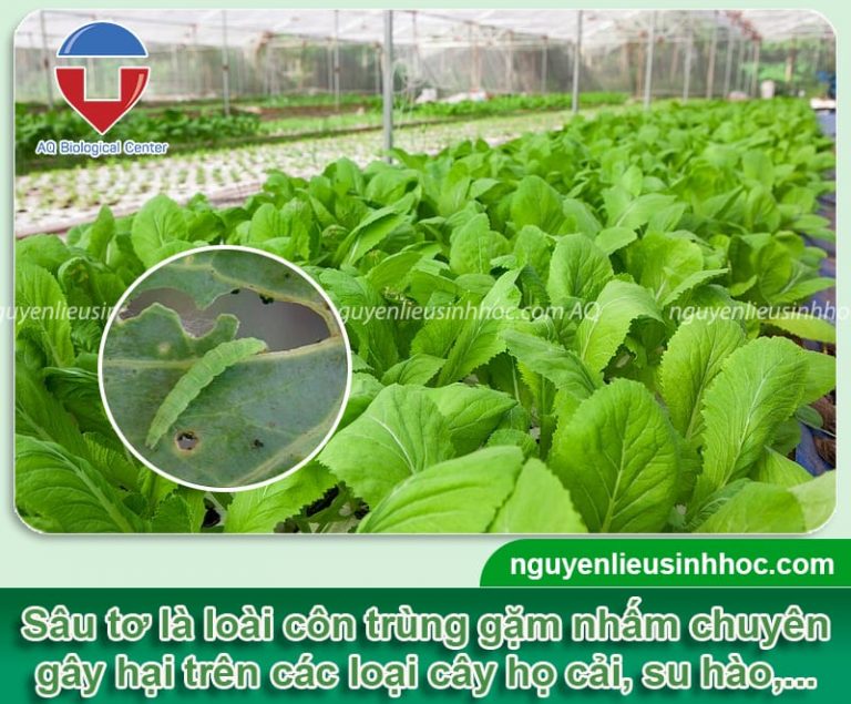 Cách phòng trừ sâu tơ hại rau hiệu quả và an toàn cho cây