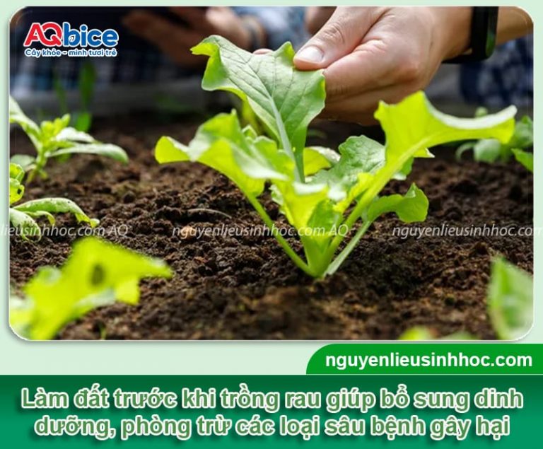 Cách làm đất trồng rau tơi xốp, màu mỡ, hạn chế nấm bệnh