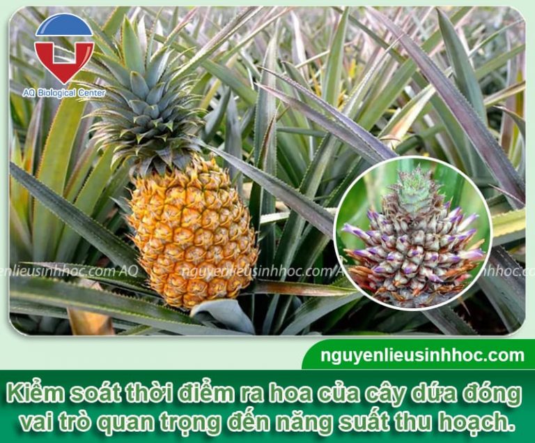 Cách xử lý ra hoa cho cây dứa đồng loạt, tăng tỉ lệ đậu trái