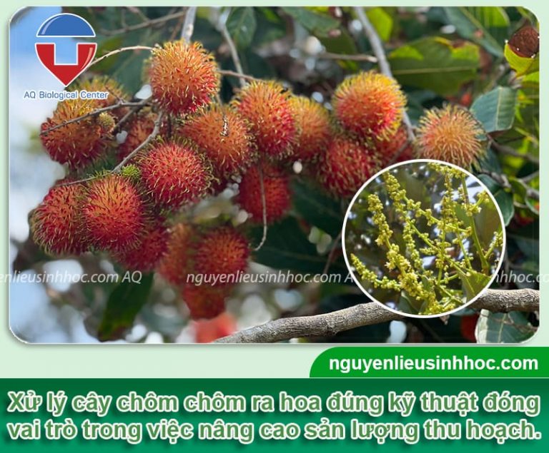 Cách xử lý ra hoa chôm chôm đồng loạt, tăng tỉ lệ đậu trái