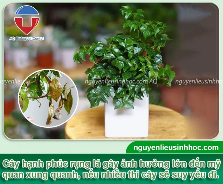 Phòng trị cây hạnh phúc bị rụng lá và Nguyên nhân do đâu?