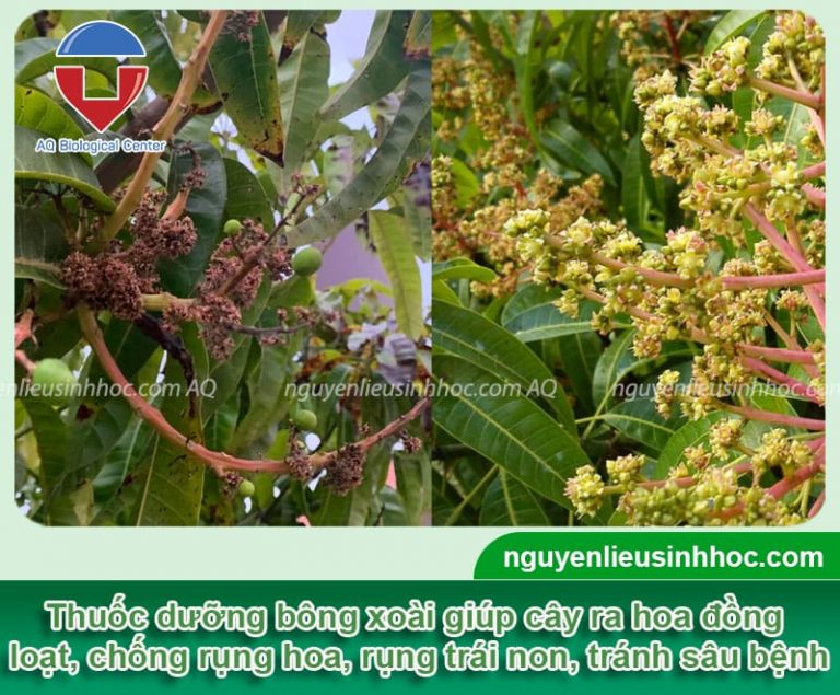 Thuốc dưỡng bông xoài Bloom phân hóa mầm hoa, chống rụng