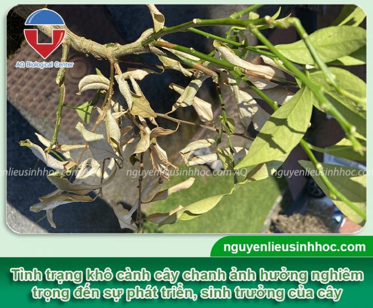Cây chanh khô cành nguyên nhân do đâu? Cách phòng trị