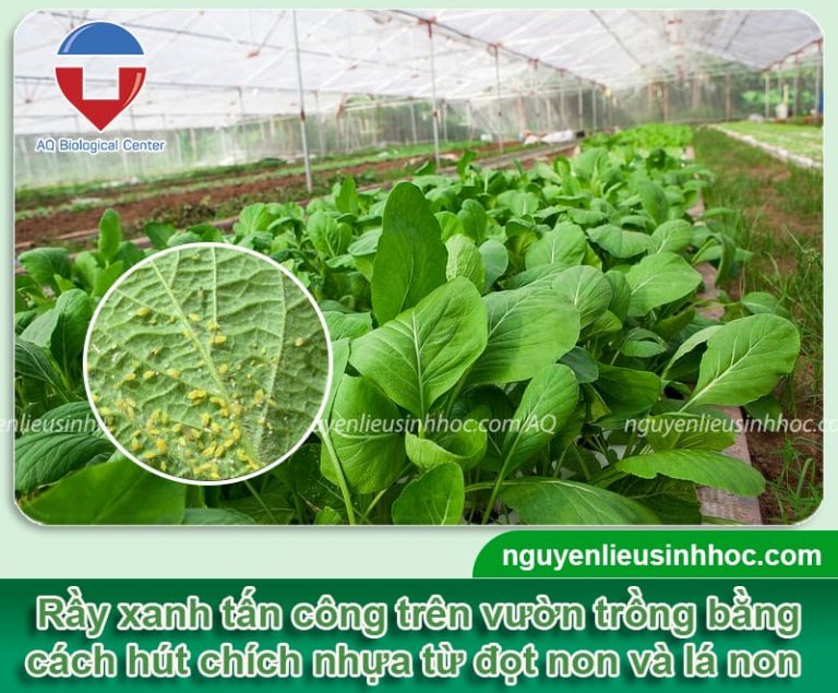 Thuốc trị rầy xanh Mebe Pa hiệu quả nhanh, an toàn cho cây