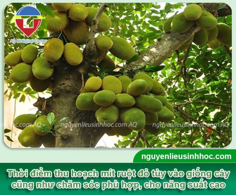 Mít ruột đỏ trồng bao lâu có trái? Mỗi cây cho ra nhiêu trái