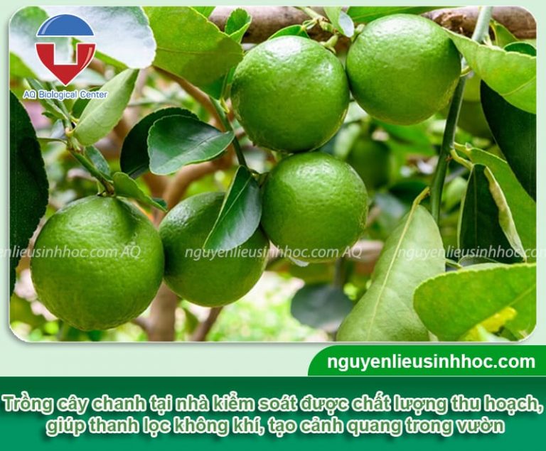 Cách trồng cây chanh mau lớn, ra trái trĩu cành, nhiều nước