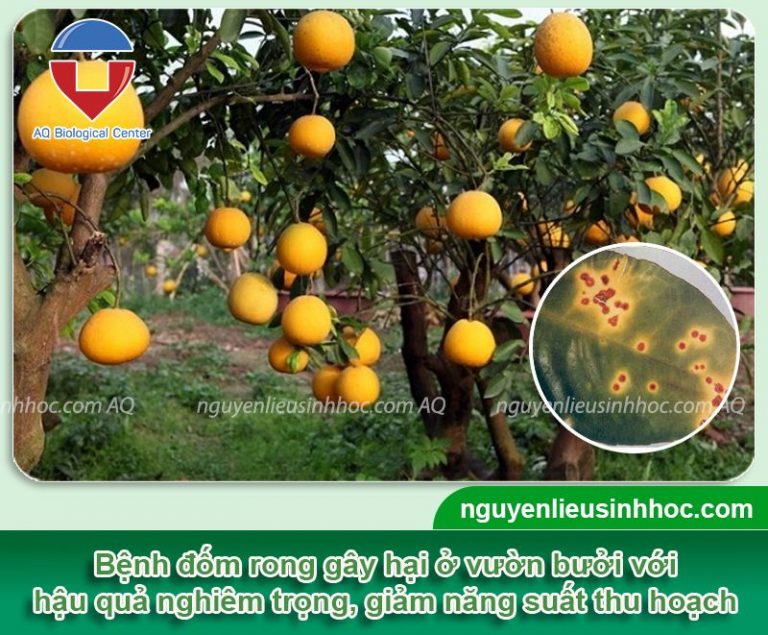 Phòng trị bệnh đốm rong hại bưởi và Nguyên nhân do đâu?