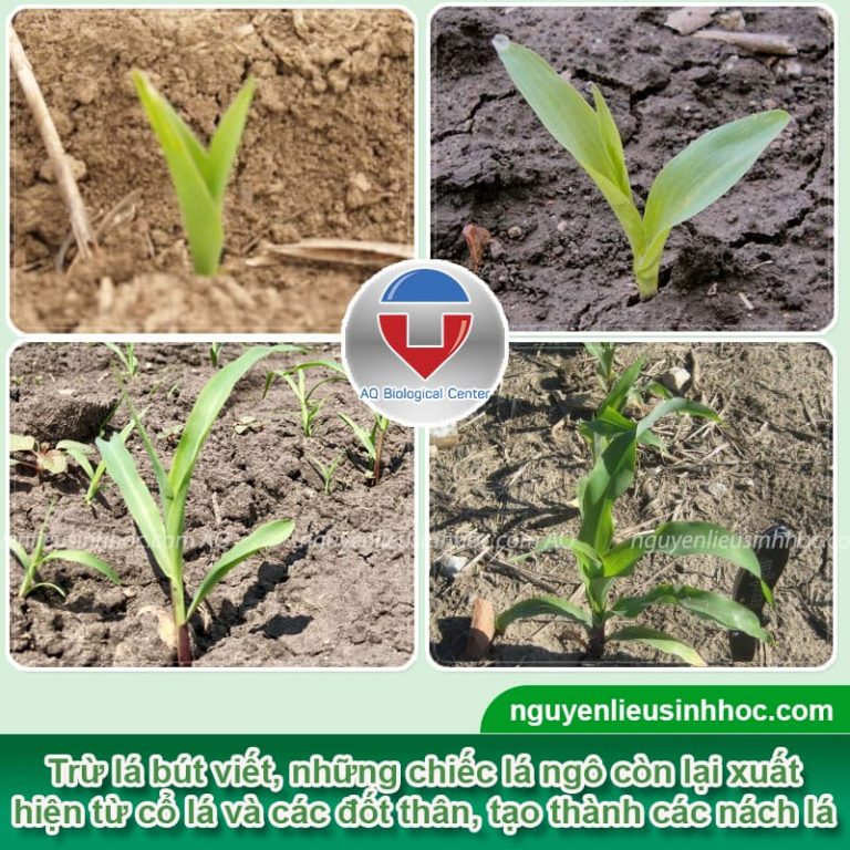 Các giai đoạn sinh trưởng của cây ngô và phương pháp chăm sóc