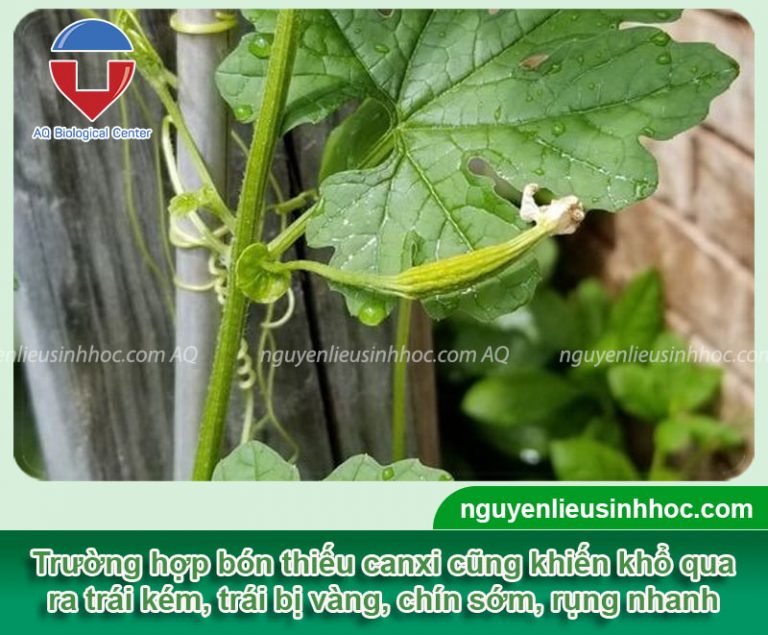 Phòng trị khổ qua bị vàng trái non và Nguyên nhân do đâu