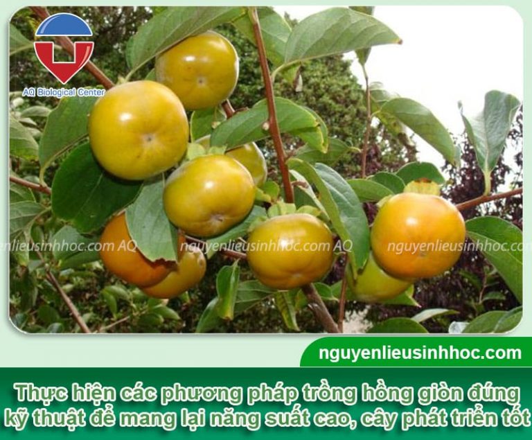 Cách trồng cây hồng giòn ra trái trĩu cành, không sâu bệnh