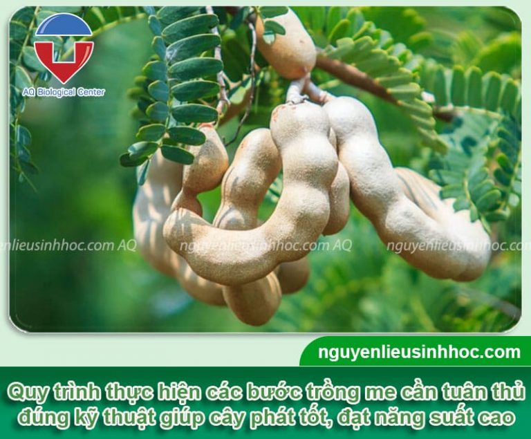 Hướng dẫn cách trồng cây me ra trái đầy cành, không sâu bệnh