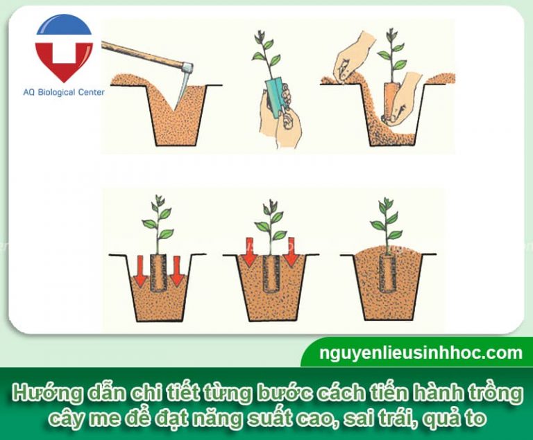 Hướng dẫn cách trồng cây me ra trái đầy cành, không sâu bệnh