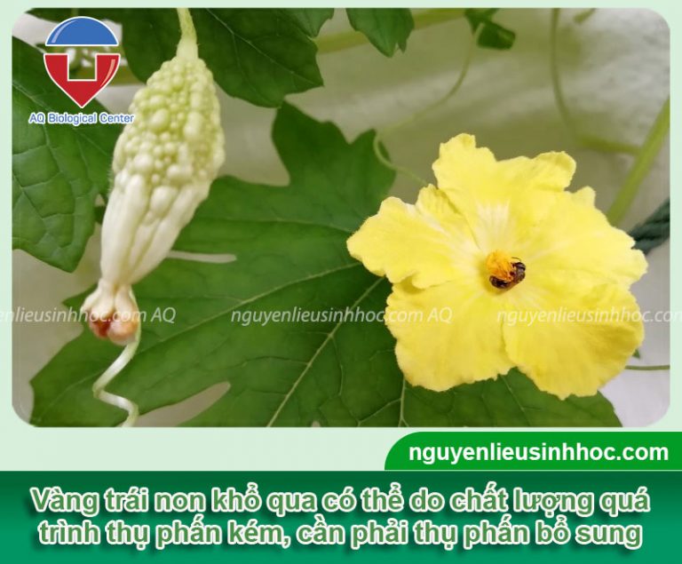 Phòng trị khổ qua bị vàng trái non và Nguyên nhân do đâu