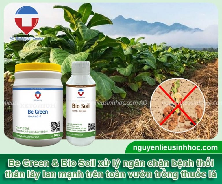 Cây thuốc lá bị thối thân nguyên nhân do đâu? Cách phòng trị