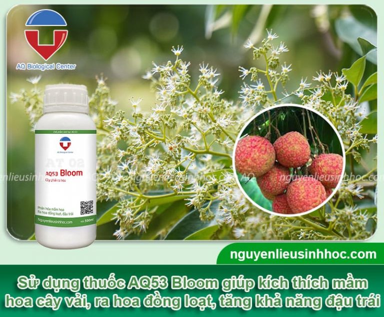 Hướng dẫn xử lý ra hoa cho cây vải, chống rụng hoa, trái non