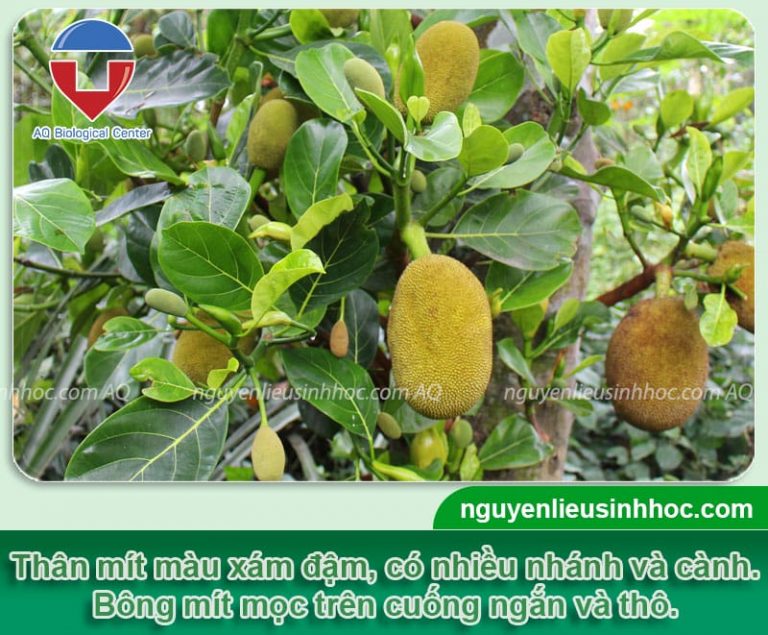 Cách làm bông mít đồng loạt, chống rụng, tăng tỉ lệ đậu trái