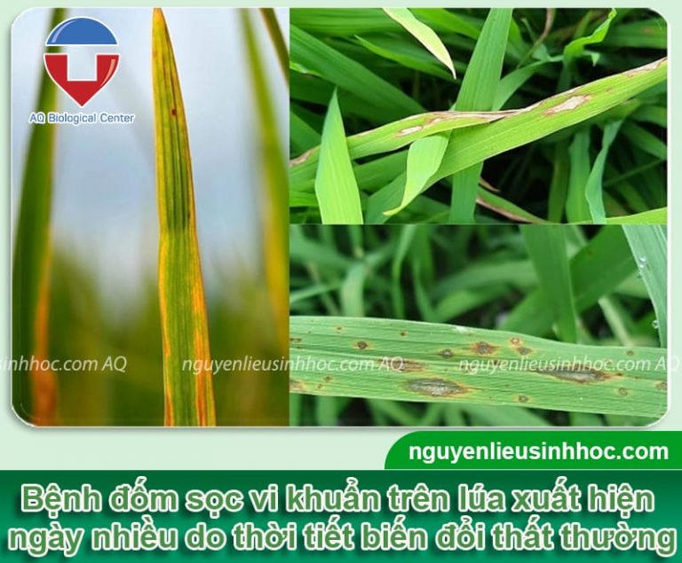 Phòng trị bệnh đốm sọc vi khuẩn hại lúa và Nguyên nhân