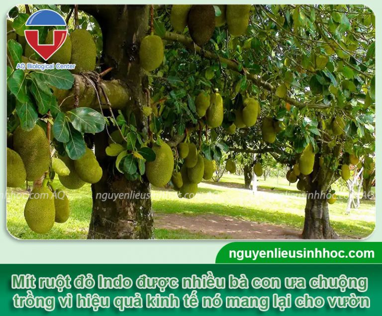 Kỹ thuật trồng mít ruột đỏ Indo mau ra trái, không sâu bệnh