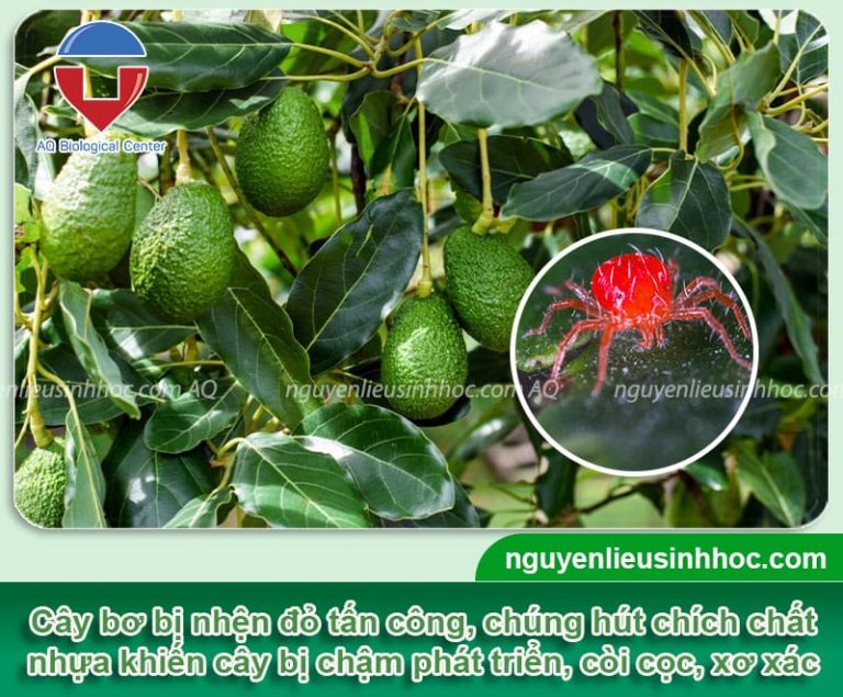 Phòng trừ nhện đỏ hại cây bơ hiệu quả, an toàn cho cây
