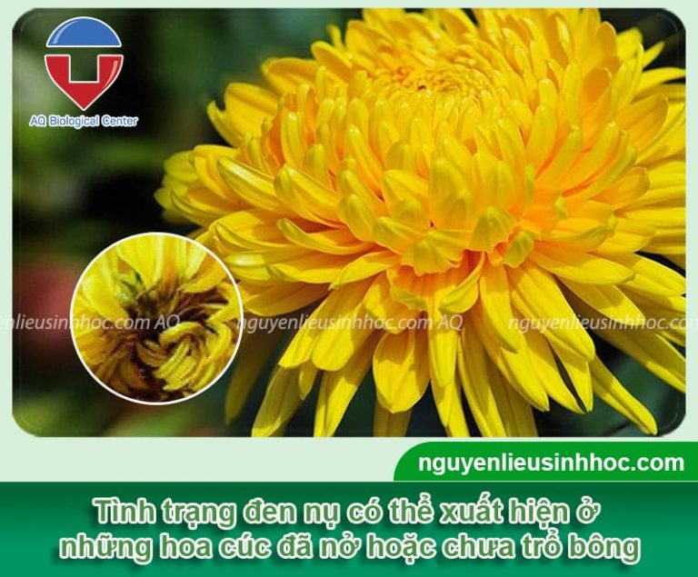 Cây hoa cúc bị đen nụ nguyên nhân do đâu? Cách phòng trị