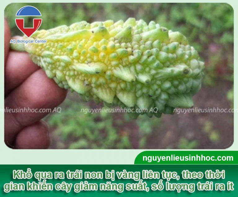 Phòng trị khổ qua bị vàng trái non và Nguyên nhân do đâu