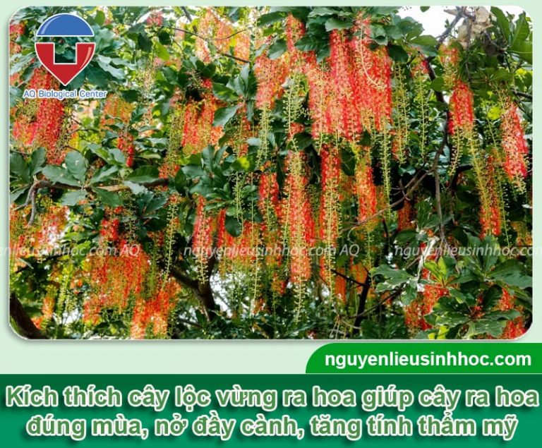 Cách kích lộc vừng ra hoa theo ý muốn và chăm hoa tươi lâu