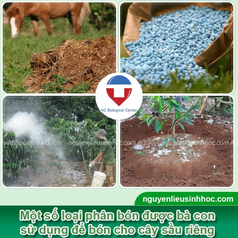 Quy trình bón phân cho cây sầu riêng vào từng giai đoạn