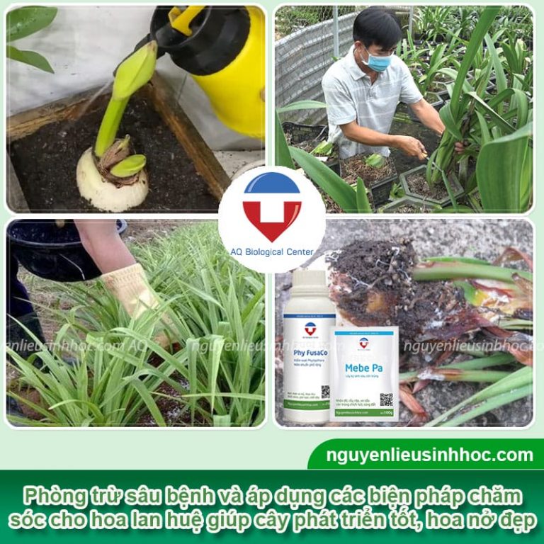 Hướng dẫn cách trồng hoa lan huệ ra bông theo ý muốn