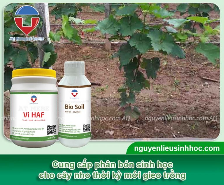 Cách bón phân cho cây nho từng giai đoạn ra quả ngon ngọt
