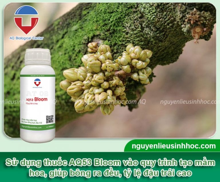 Cách tạo mầm hoa sầu riêng ra bông đồng loạt, đậu trái