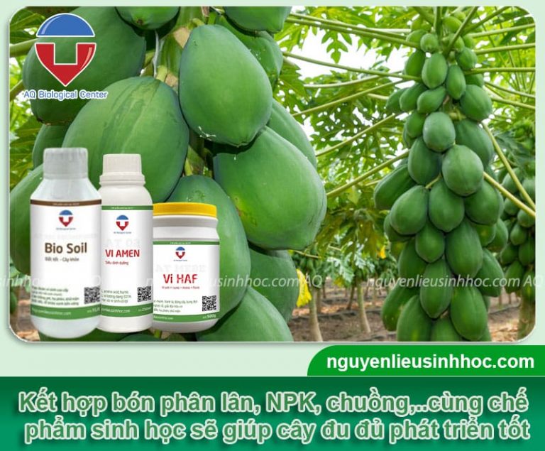 Cách bón phân cho cây đu đủ mới trồng và từng giai đoạn