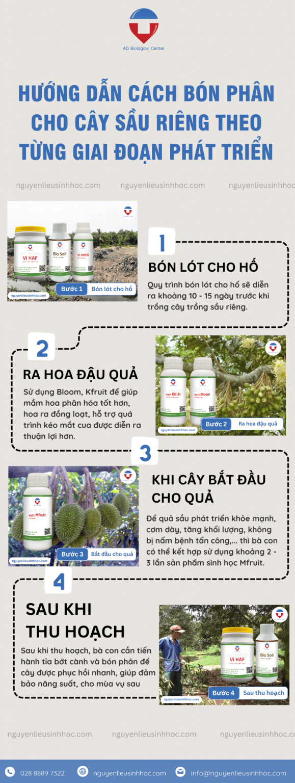 Quy trình bón phân cho cây sầu riêng vào từng giai đoạn