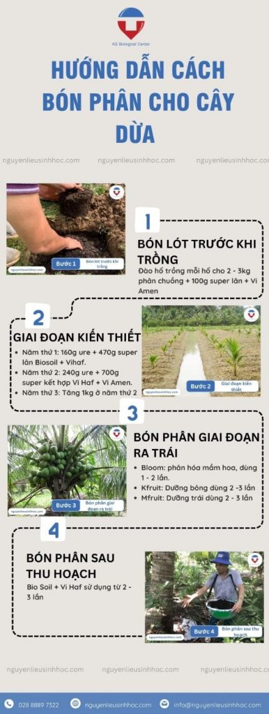 Cách dùng phân bón cho cây dừa ở từng giai đoạn phát triển