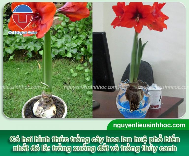 Hướng dẫn cách trồng hoa lan huệ ra bông theo ý muốn