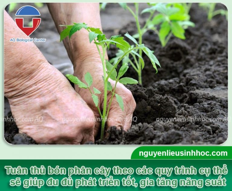 Cách bón phân cho cây đu đủ mới trồng và từng giai đoạn