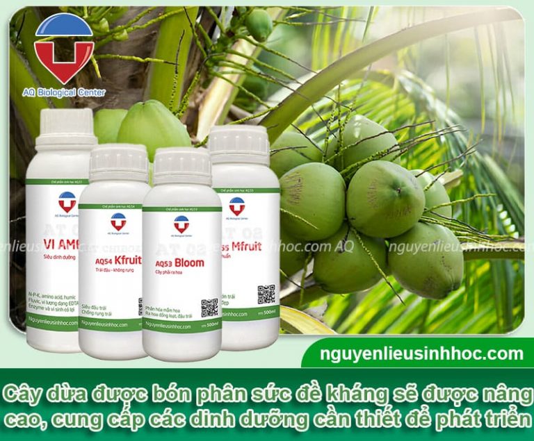 Cách dùng phân bón cho cây dừa ở từng giai đoạn phát triển