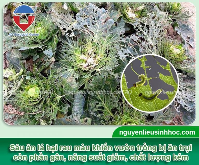 Nhận biết và phòng trị rau bị sâu ăn lá hiệu quả, an toàn