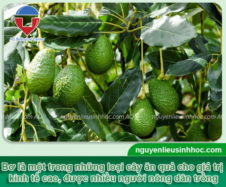 Thuốc lớn trái bơ bóng đẹp Mfruit ngừa rụng trái, nấm quả