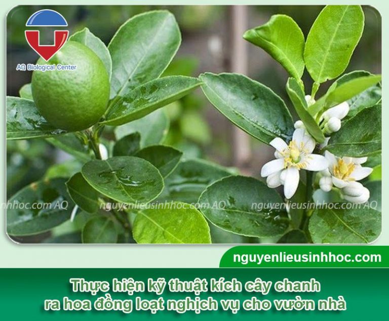 Kỹ thuật xử lý chanh ra hoa nghịch vụ đồng loạt, trái nhiều