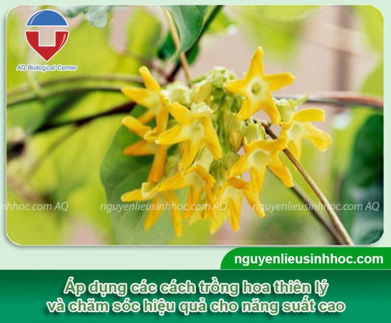 Hướng dẫn cách trồng hoa thiên lý mau ra bông, ít sâu bệnh