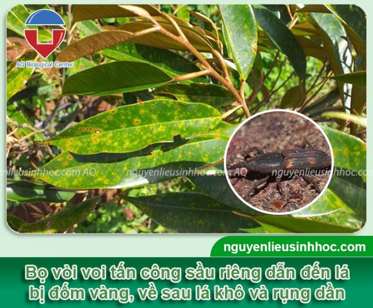 Phòng trừ bọ vòi voi hại sầu riêng hiệu quả, an toàn cho cây